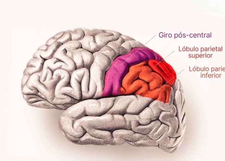 Lobo temporal: anatomia, função e correlações clínicas