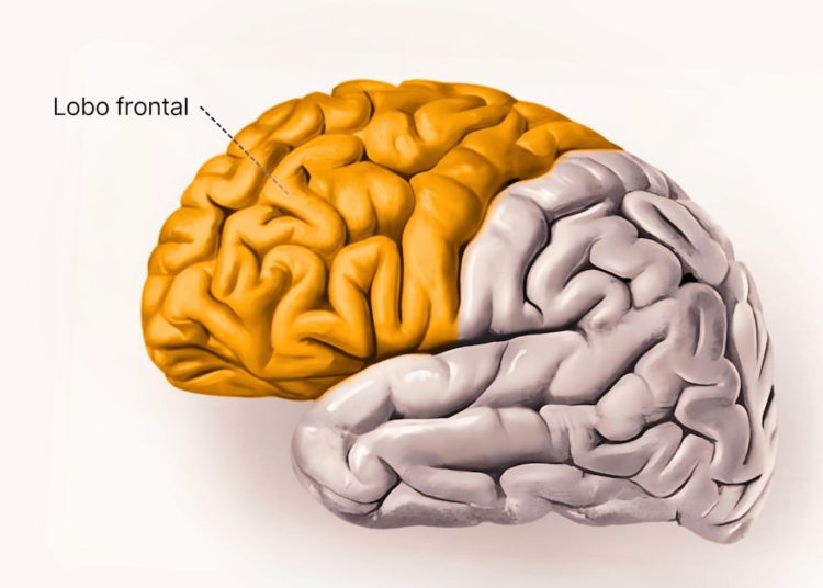 Lobo temporal: anatomia, função e correlações clínicas