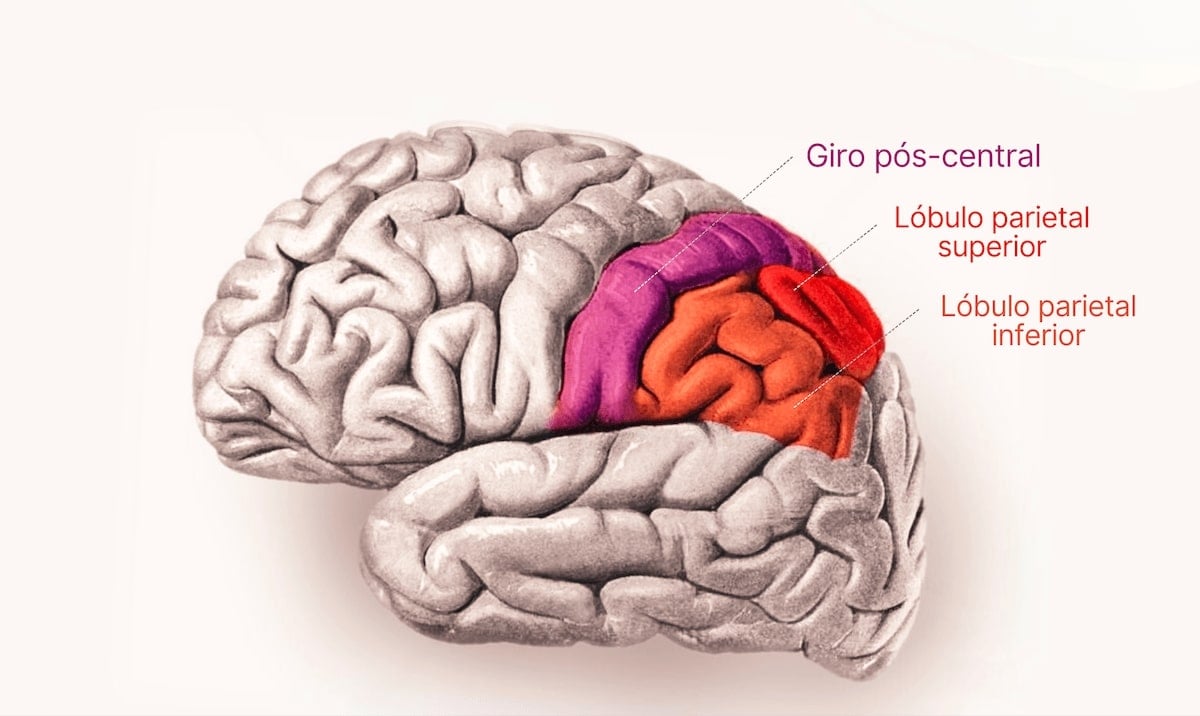 Lobo parietal: anatomia macroscópica, principais funções e correlações ...
