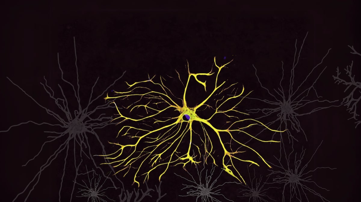 14 funções dos astrócitos que farão você olhar para essas células ...