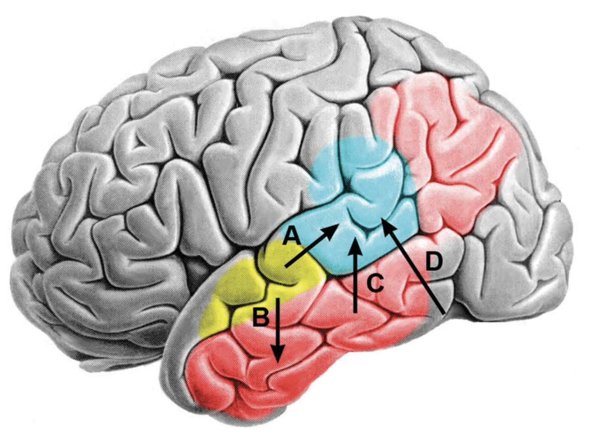 Lobo parietal: anatomia macroscópica, principais funções e correlações ...