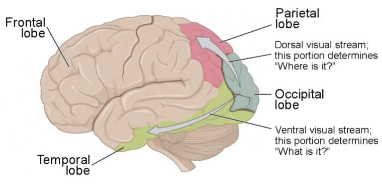 Lobo parietal: anatomia macroscópica, principais funções e correlações ...