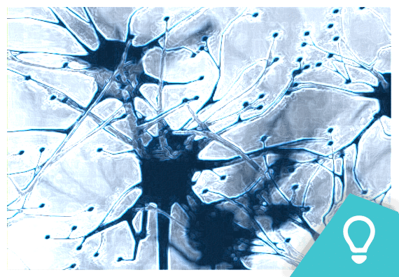 4 fenômenos fundamentais da neurofisiologia