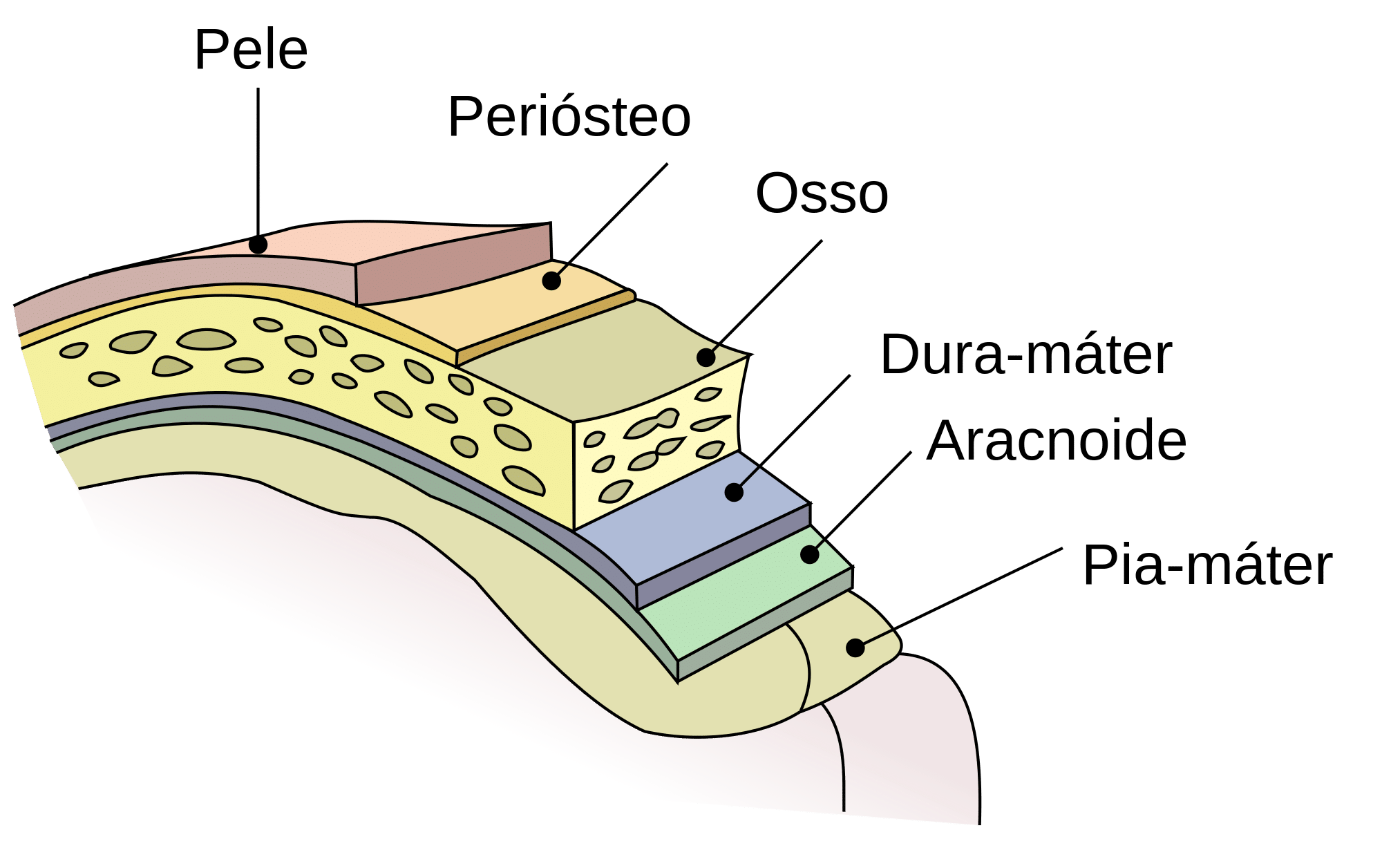 A neuroanatomia do revestimento cerebral